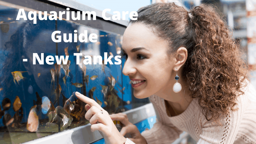 Aquarium Care Guide- New Tanks - Cat Sitter Toronto Inc.