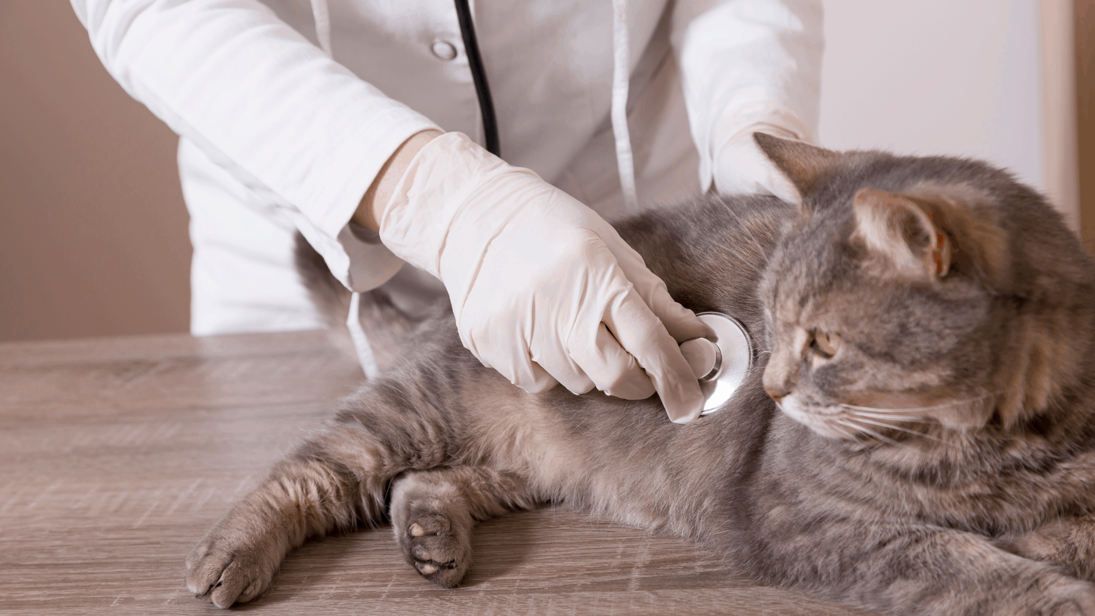 Post Operative Care for Cats - Cat Sitter Toronto Inc.