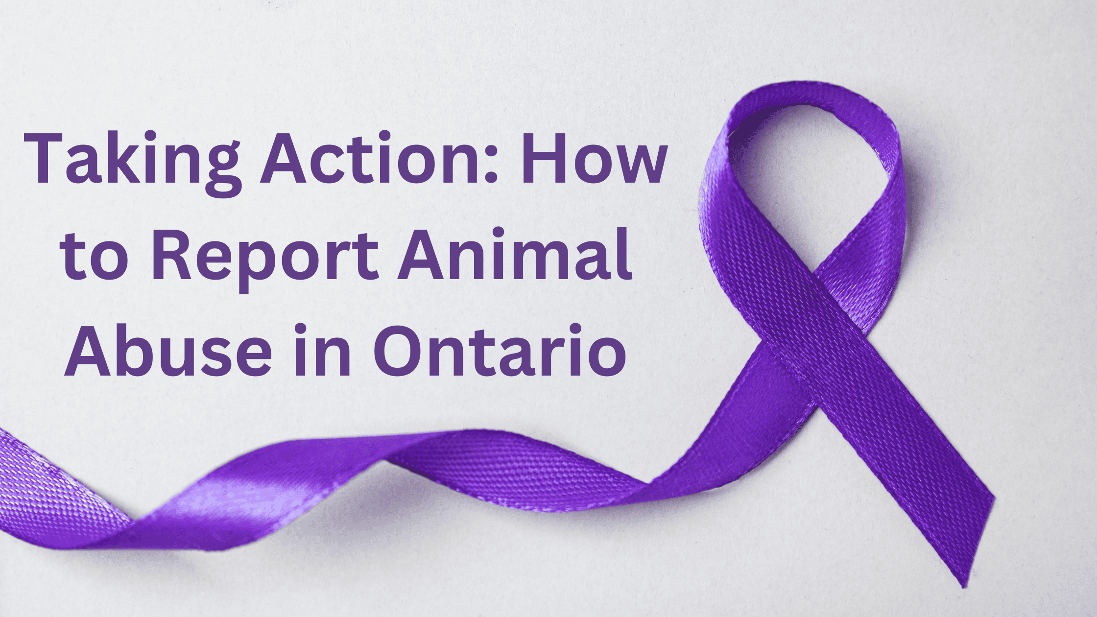 How to Report Animal Abuse in Ontario | Cat Sitter Toronto
