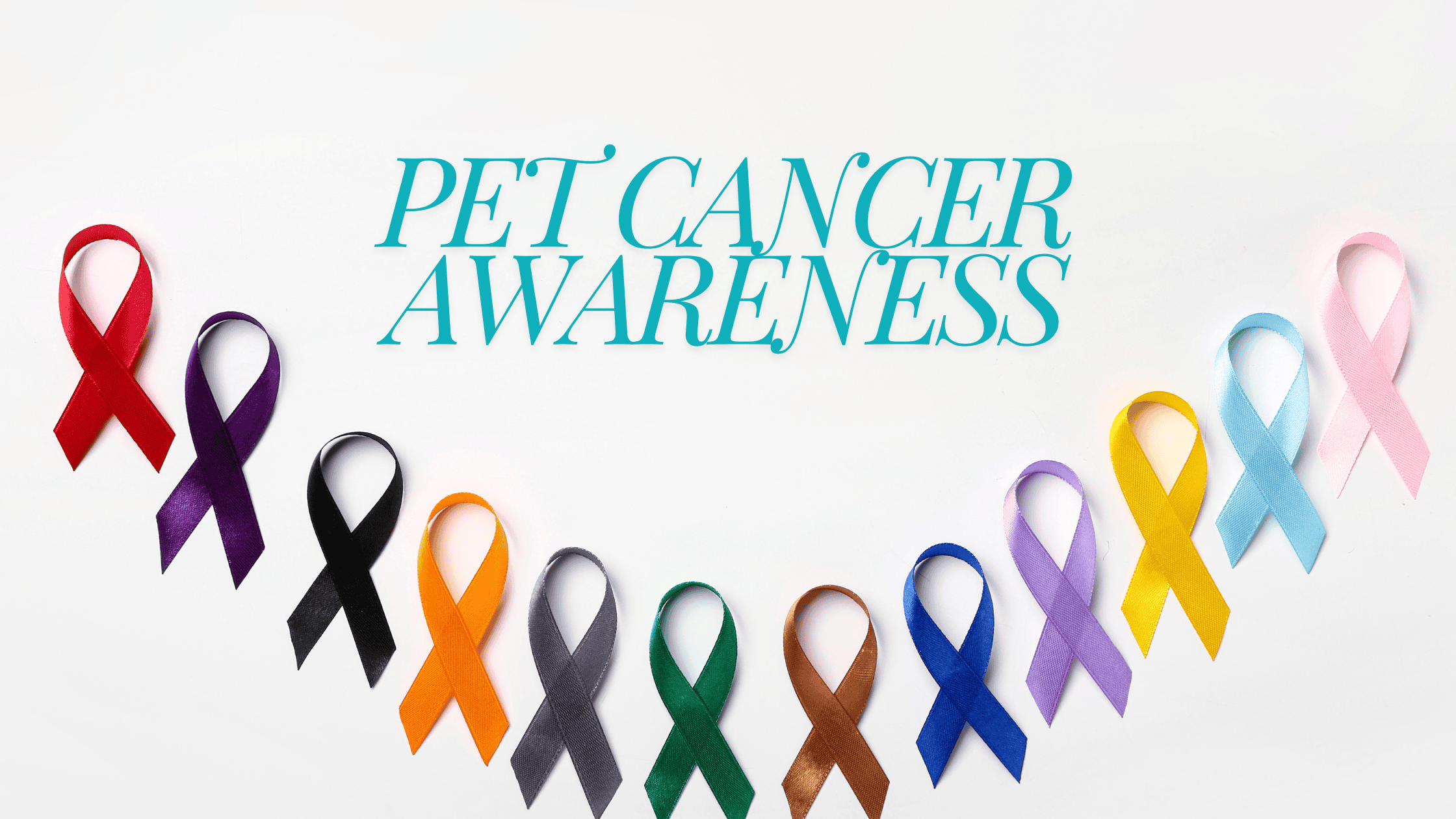 Pet Cancer | Protecting Our Furry Friends - Cat Sitter